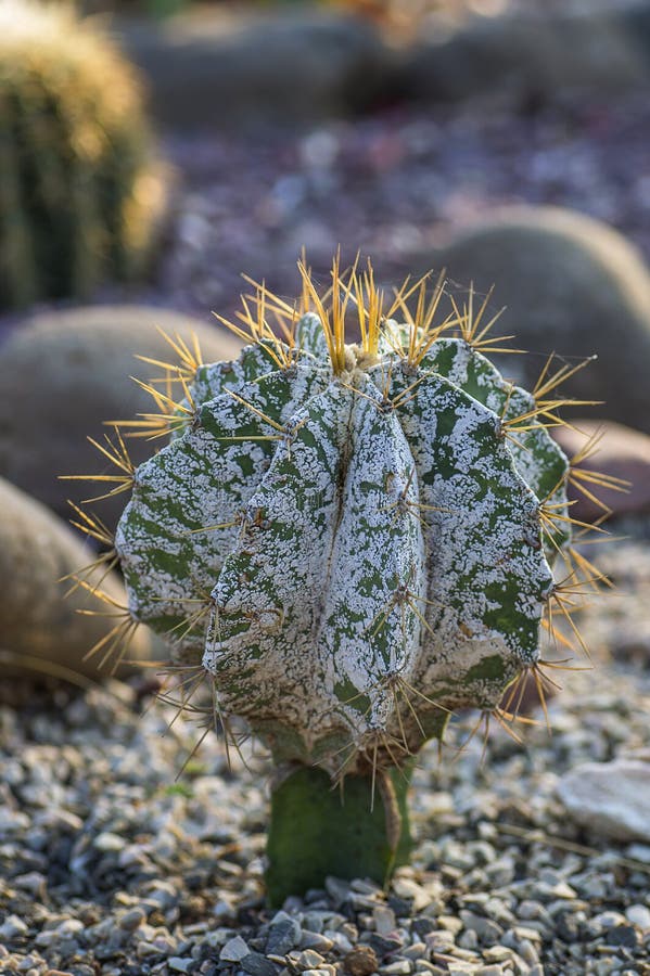 Nivdung Stock Photos - Free & Royalty-Free Stock Photos from Dreamstime