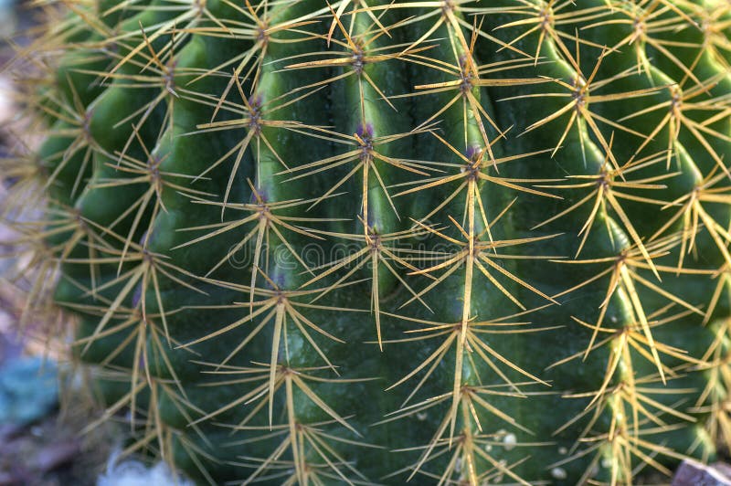 This is Nivdung Tree Use in Medicine Syrup Stock Image - Image of ...