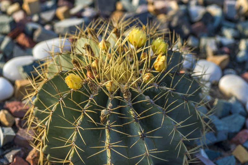 Nivdung Stock Photos - Free & Royalty-Free Stock Photos from Dreamstime