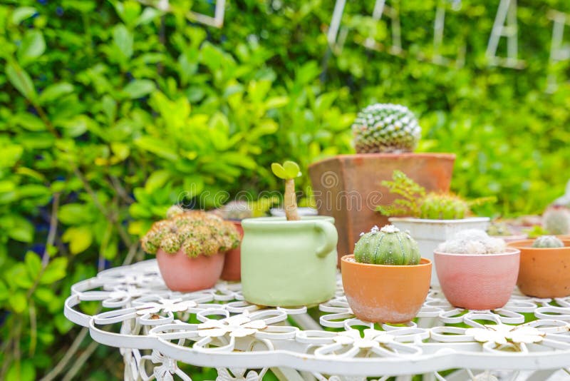 The Cactus and Plant Pot Collection on the Table in the Coffee Shop ...