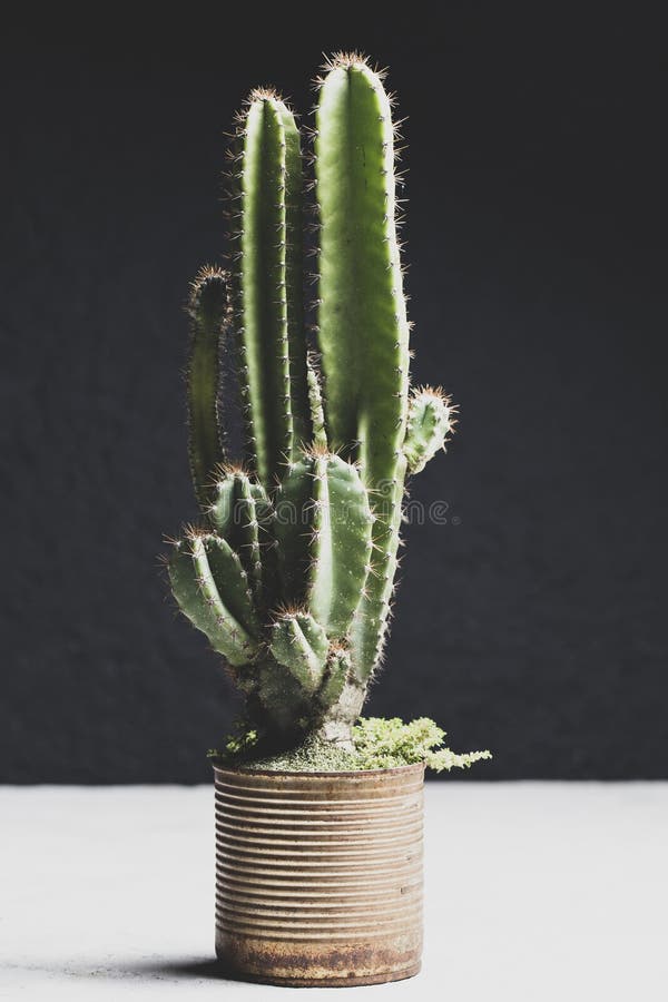 Cactus Plant in Pot on Concrete Table, in a Dark Background Stock Photo ...