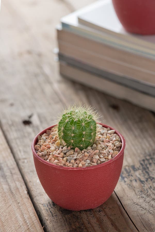 Cactus Plant in Potted on Table. Stock Photo - Image of closeup ...