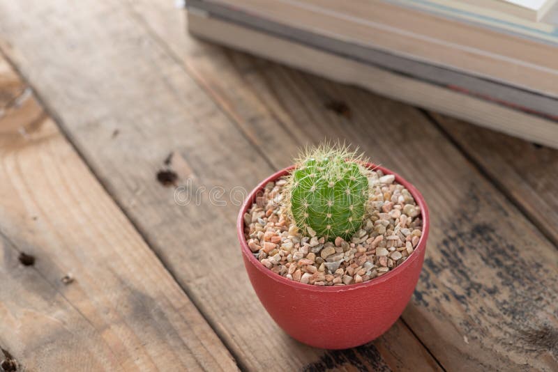 Cactus plant in potted. stock image. Image of nature - 61353745