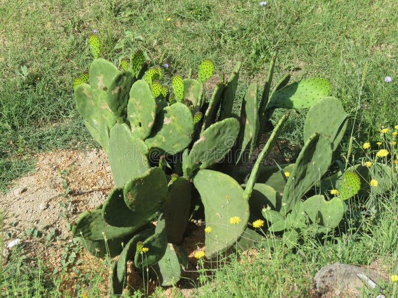 Cactus Plant Scient. Class. Cactaceae Stock Image - Image of plantae ...