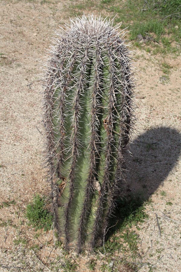 254 Single Cactus Arizona Desert Stock Photos - Free & Royalty-Free ...