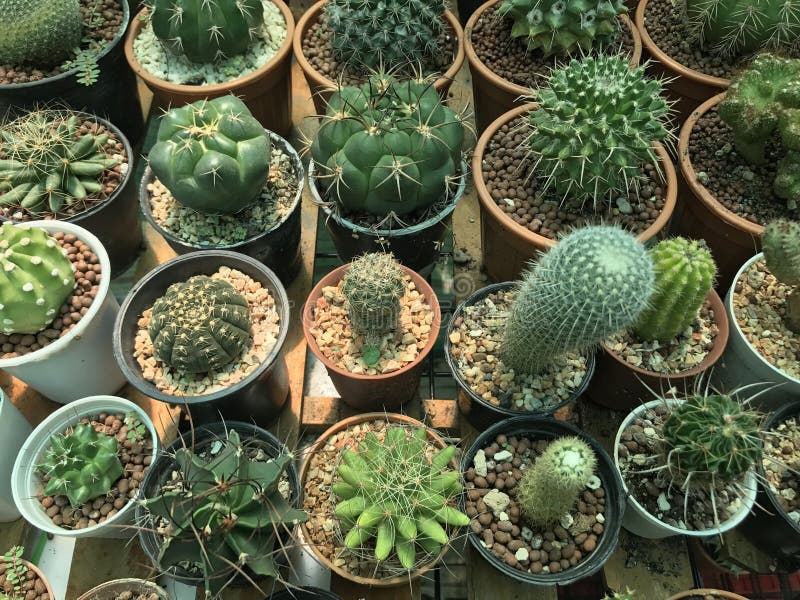 Group of cactus in farm stock photo. Image of natural - 97689120