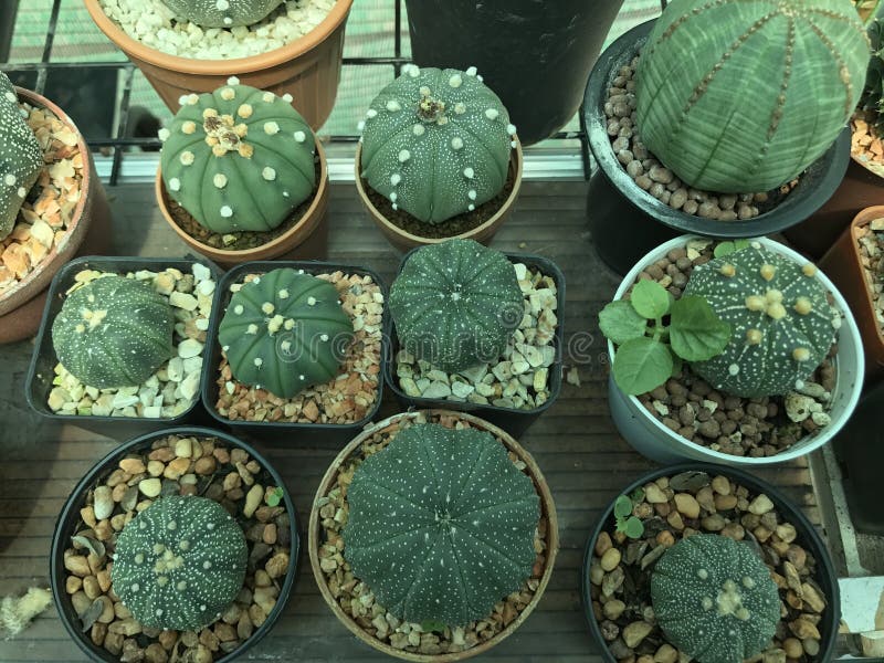 Group of cactus in farm stock photo. Image of needle - 97689134