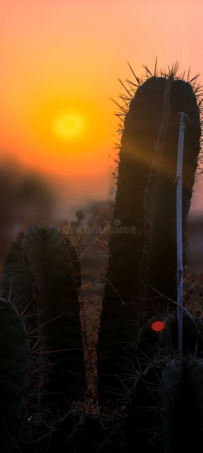 Cactus Plant Thorn Sunset Evening Stock Image - Image of cactus, sunset ...