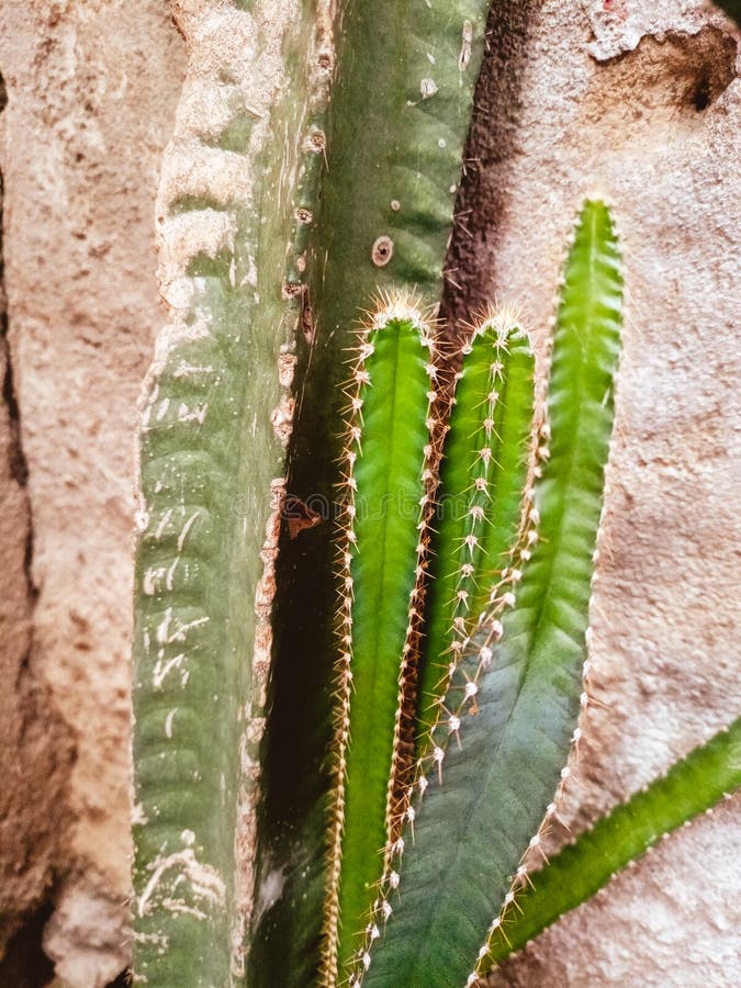 Cactus Plant that Thrives in Summer Stock Image - Image of green, petal ...