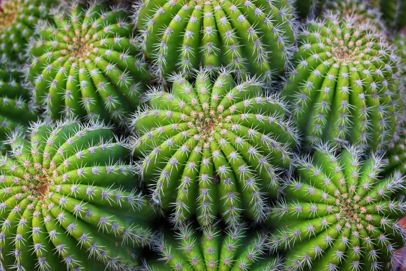 Cactus Plant stock photo. Image of growing, cactus, side - 51689108