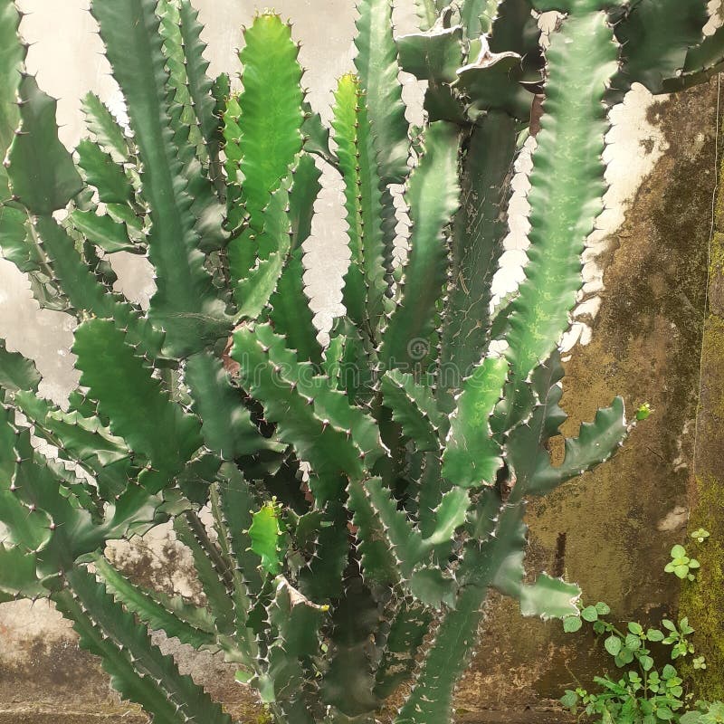 Cactus plant tree stock image. Image of nature, tree - 359756231