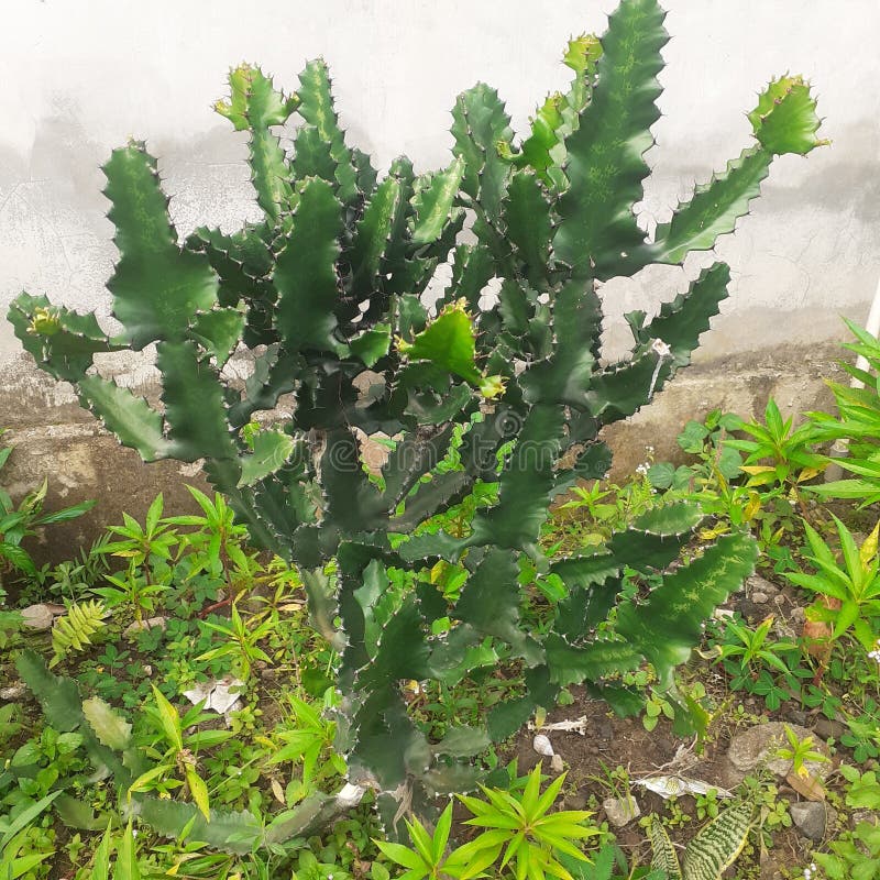 Cactus plant tree stock photo. Image of plant, leaf - 359712928