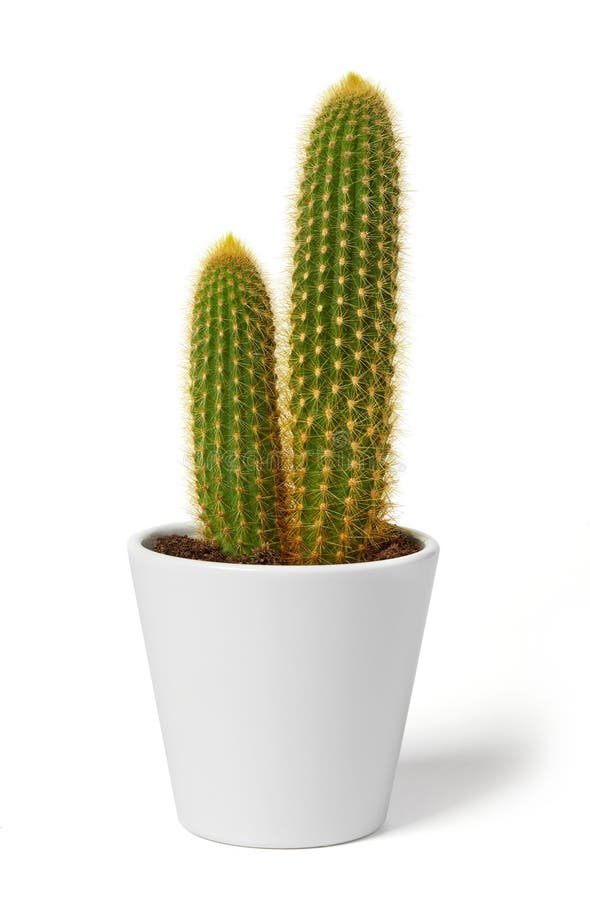 Cactus in pot stock image. Image of white, copy, thorn - 58493345