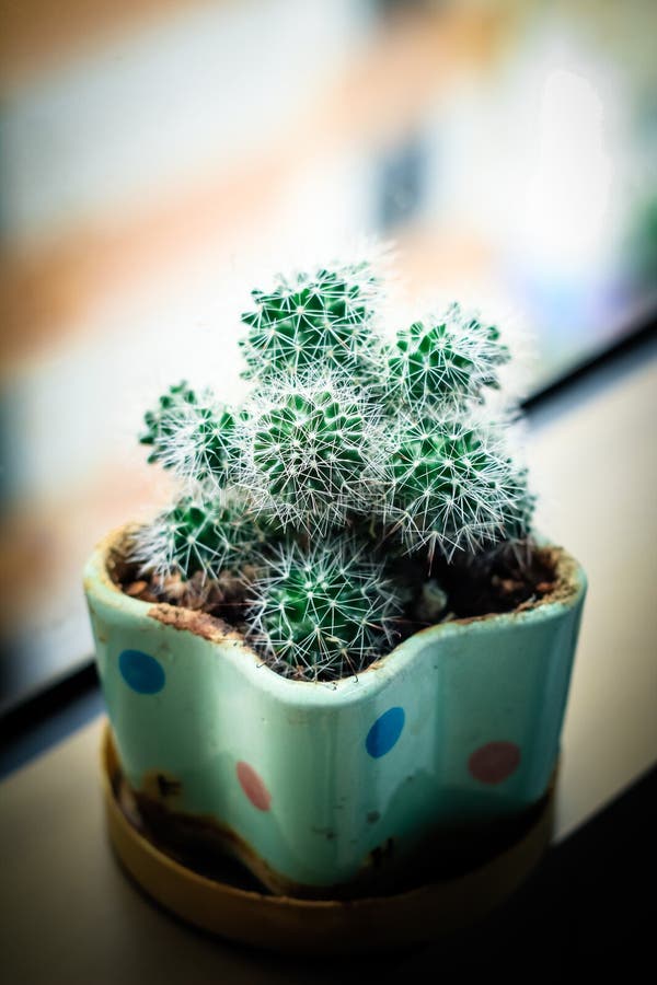 Cactus planted stock image. Image of grow, curve, decoration - 112967235