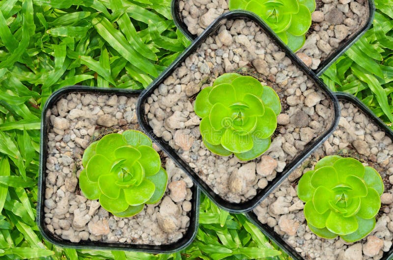 Cactus planted stock photo. Image of outdoor, grass, seamless - 98529540