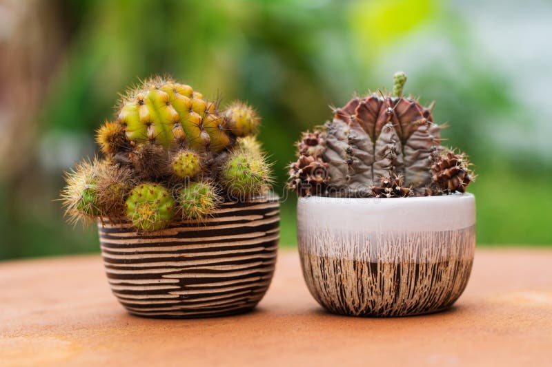 Cactus is Planted in a Small, Cute, Colorful Pot with Sharp Thorns To ...