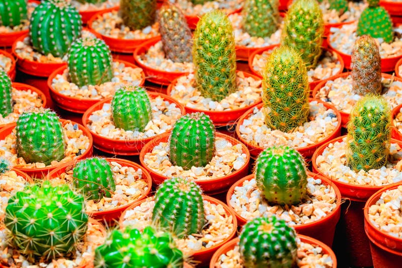 172 Flower Alignment Stock Photos - Free & Royalty-Free Stock Photos ...