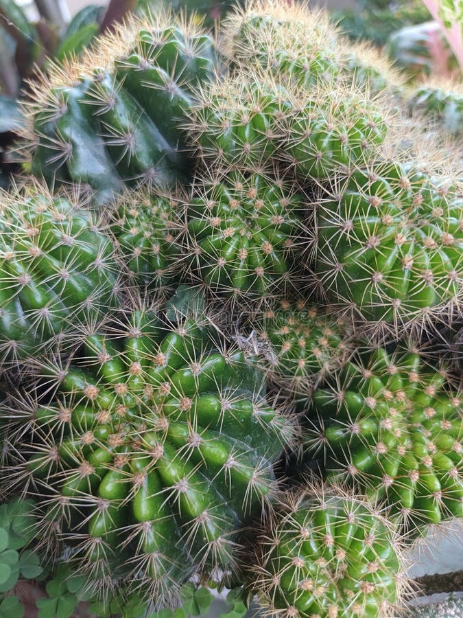 Cactus Plants are Covered in Sharp Thorns but Look Beautiful and ...