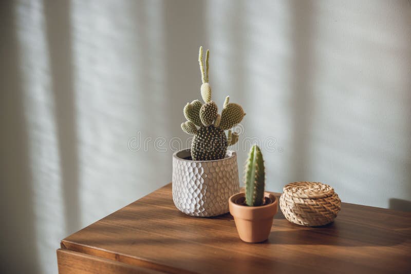Cactus Plants decoration stock image. Image of room - 185559929