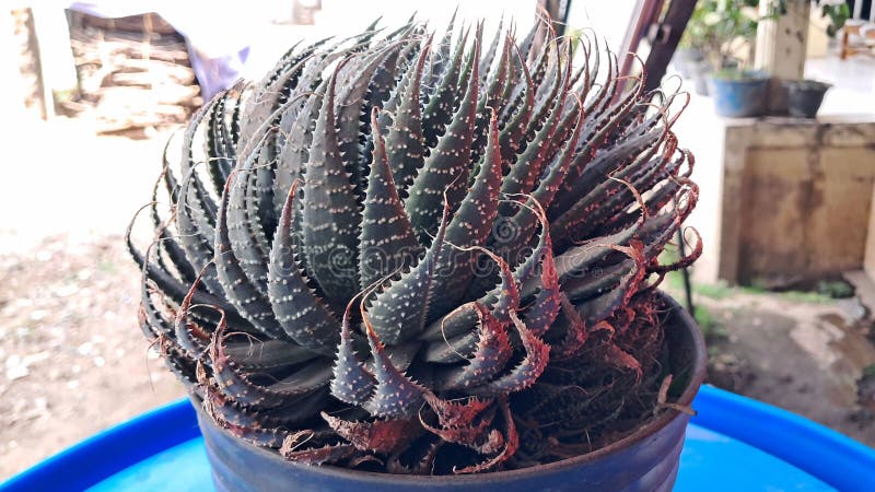 Cactus Plants Forming a Circle Stock Image - Image of cactus, seafood ...