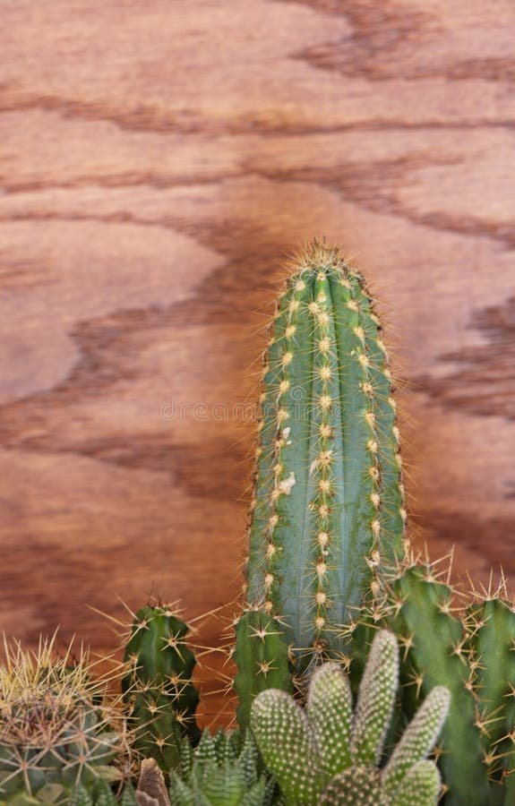 Cactus Plants Frame Bottom of Vertical Wood Background Stock Image ...