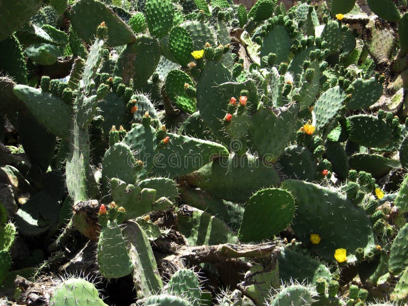 Cactus stock image. Image of villages, yemeni, yemen - 59268249