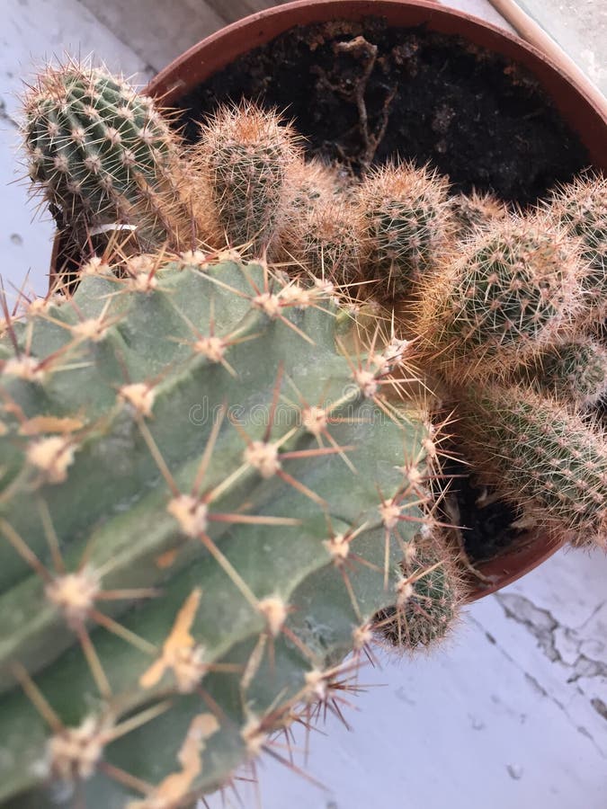 Cactus stock image. Image of love, cactus, tumblr, green - 85023611