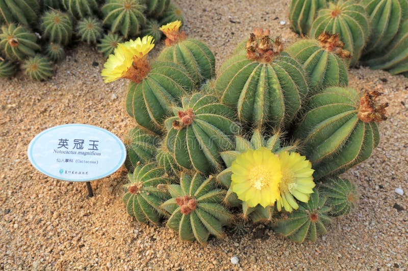 Cactus Plants Notocactus Magnificus Stock Image - Image of growth ...