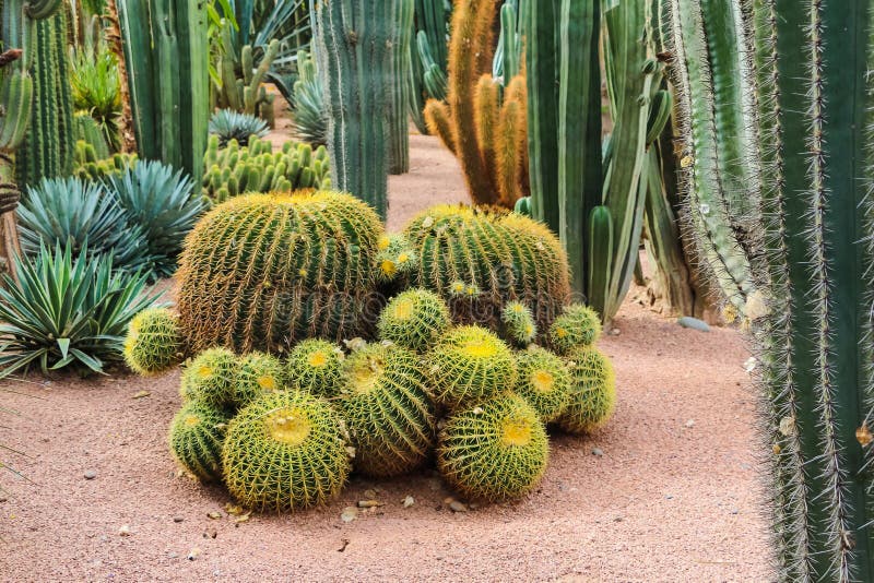 Cactus Plants Outdoors in a Summer Day Stock Photo - Image of growth ...