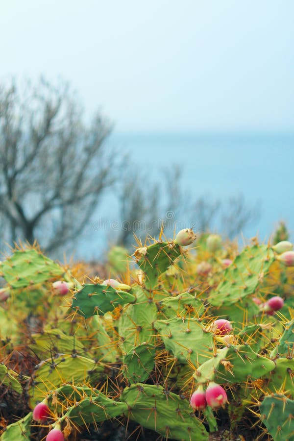Cactus Plants Overlooking the Ocean Stock Image - Image of green ...