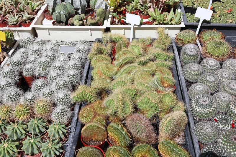 Cactus Plants in Pots Outdoor Stock Image - Image of green, spike ...