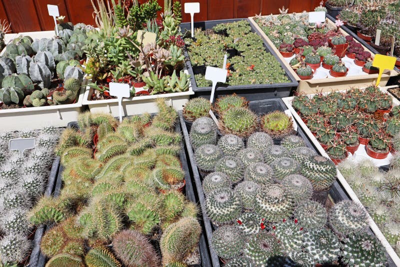 Cactus Plants in Pots Outdoor Stock Image - Image of botany, group ...