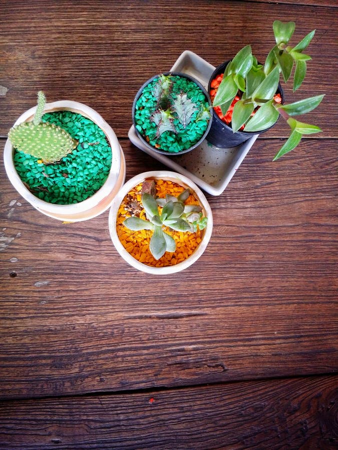 Cactus and Plants in the Pots on the Table. Stock Photo - Image of tree ...