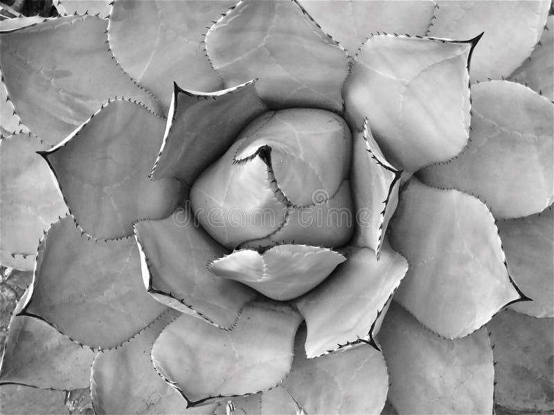 Cactus point succulent stock photo. Image of close, black - 43146804