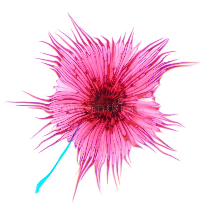 Cactus Pollen Under a Microscope, (Stellato-Pilosus W.M.) Stock Photo ...