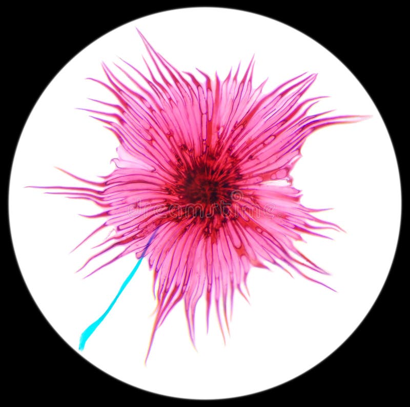 Pollen under a microscope stock image. Image of magnification - 12544435