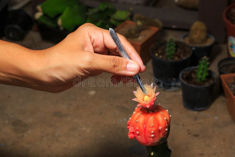 Cactus pollination stock image. Image of indoor, medicinal - 80784035