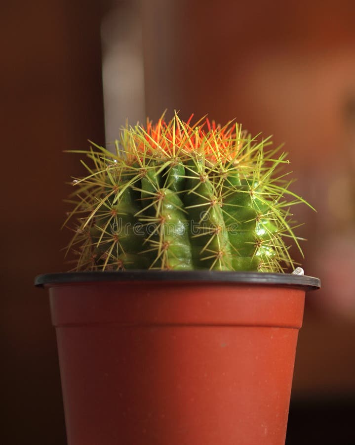 CACTUS on POT stock photo. Image of grow, healthy, house - 80311552