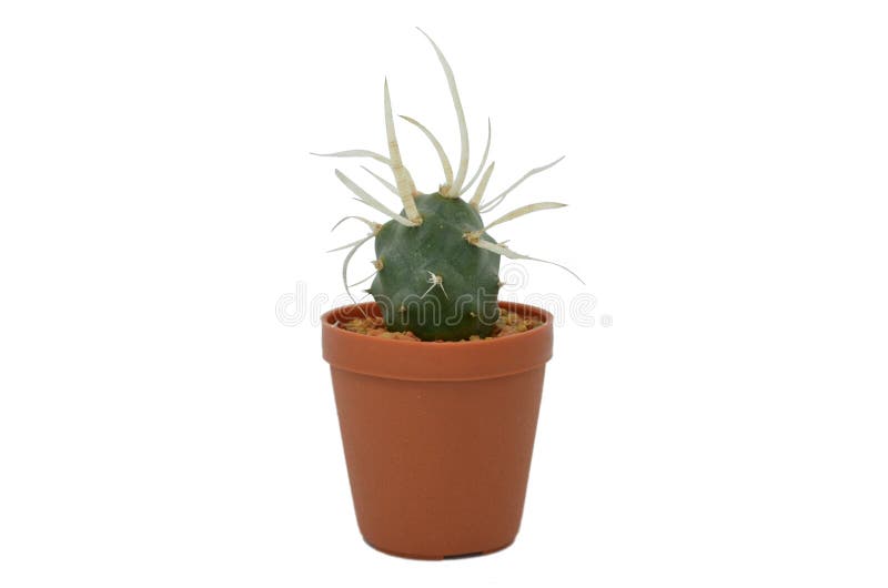 Cactus pot stock photo. Image of plant, garden, home - 47579170