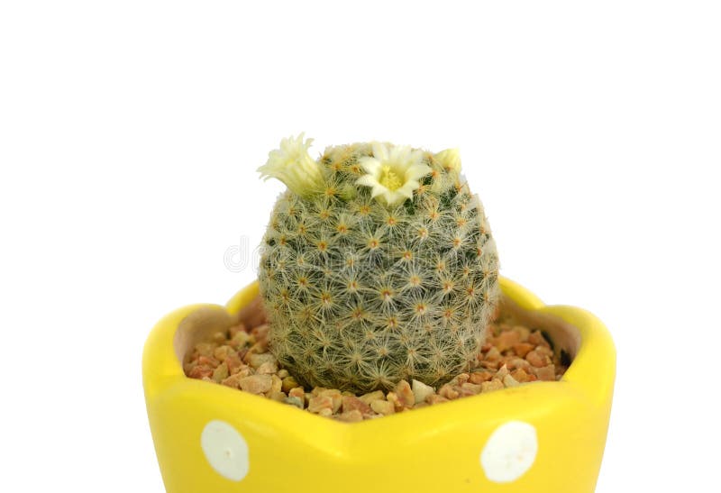 Cactus pot stock photo. Image of plant, cactus, small - 50246234