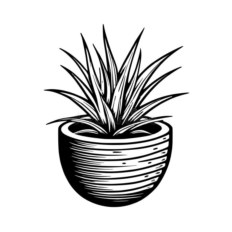 Cactus in a pot. drawing stock illustration. Illustration of floral ...