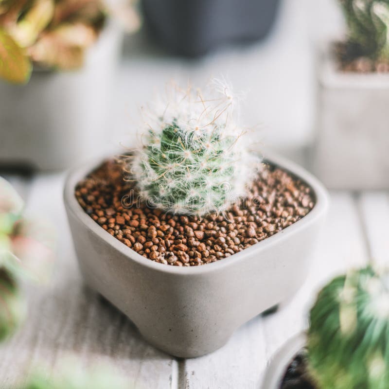 Cactus Pot Home Plants Concept Stock Photo - Image of nature, garden ...