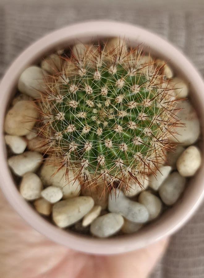Cactus in the Pot House Plants Beautiful Texture Stock Image - Image of ...