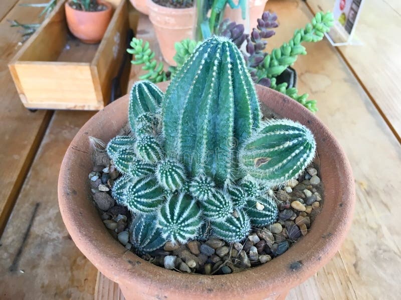 Cactus Pot Inside Coffee Shop Stock Photo - Image of inside, gardening ...