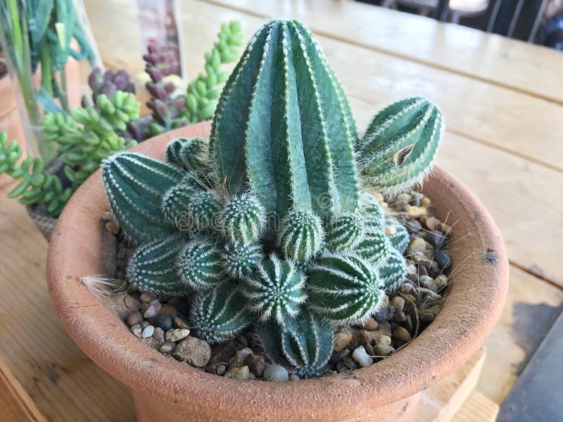 Cactus Pot Inside Coffee Shop Stock Image - Image of decoration, cactus ...