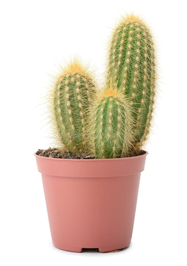 Cactus in pot stock photo. Image of decoration, cactus - 66404078