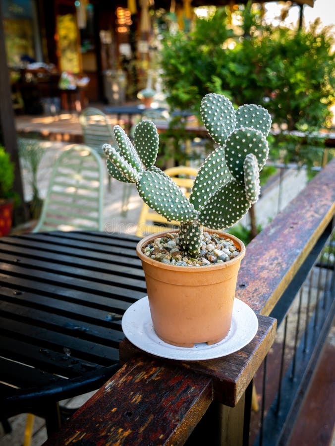Cactus in the Pot on the Rail Stock Photo - Image of garden, green ...