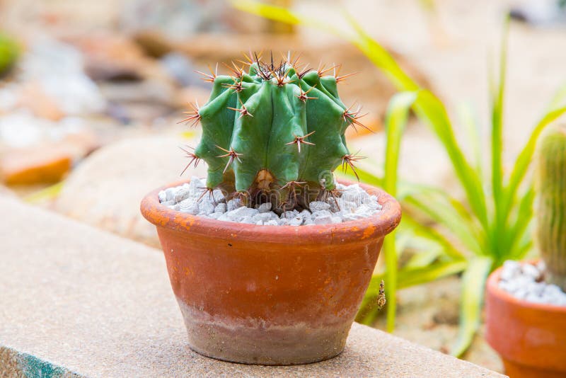 Cactus in pot on rock stock image. Image of cacti, ingredient - 97443735