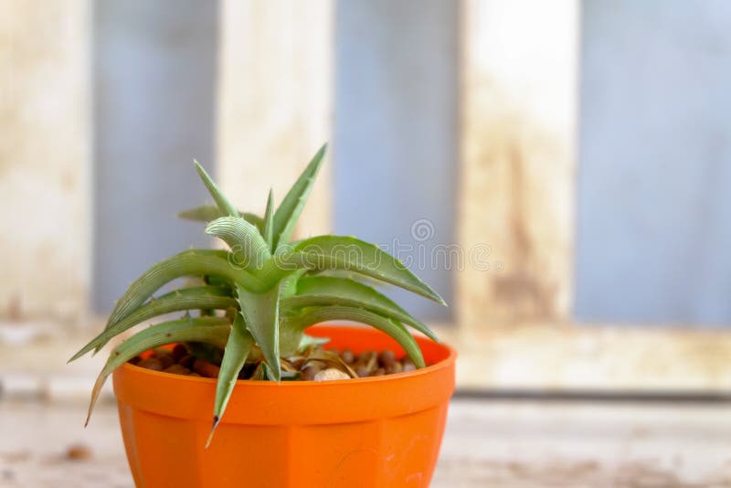 Cactus in a pot side view stock image. Image of closeup - 71747851