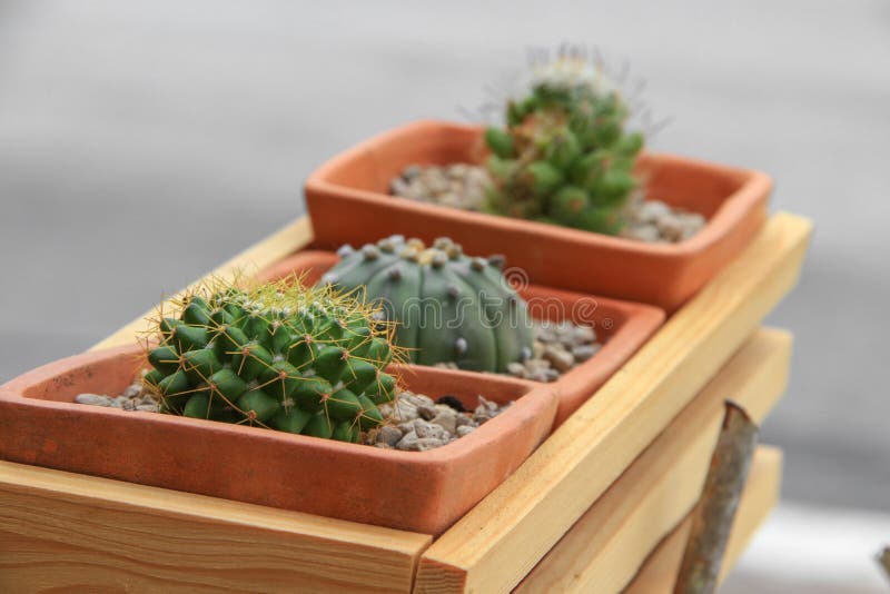 Cactus in Pot Still Life Natural Beautiful Stock Photo - Image of ...